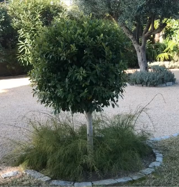 Ficus Nitida: Cuidados, problemas y características de esta especie